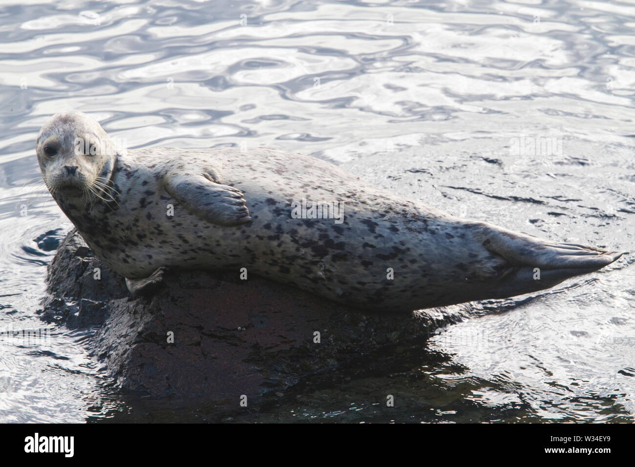 Seattle wildlife hi-res stock photography and images - Alamy