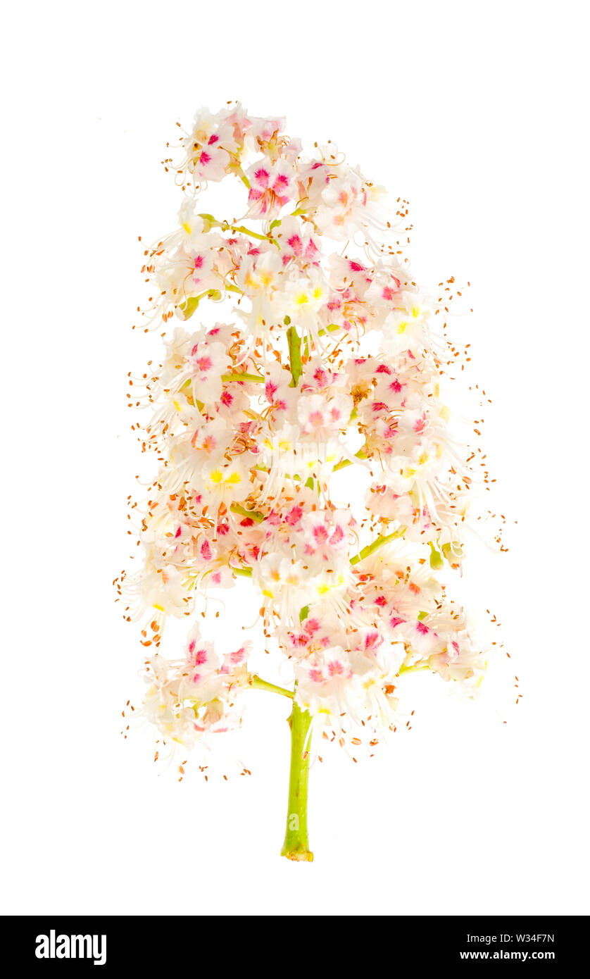 Panicle inflorescence Cut Out Stock Images & Pictures - Alamy