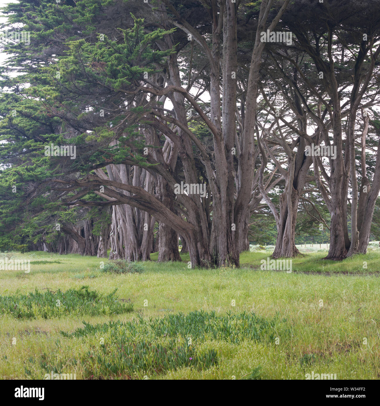 Point Reyes Trees Point Reyes Cypress Tree Tunnel, Inverness