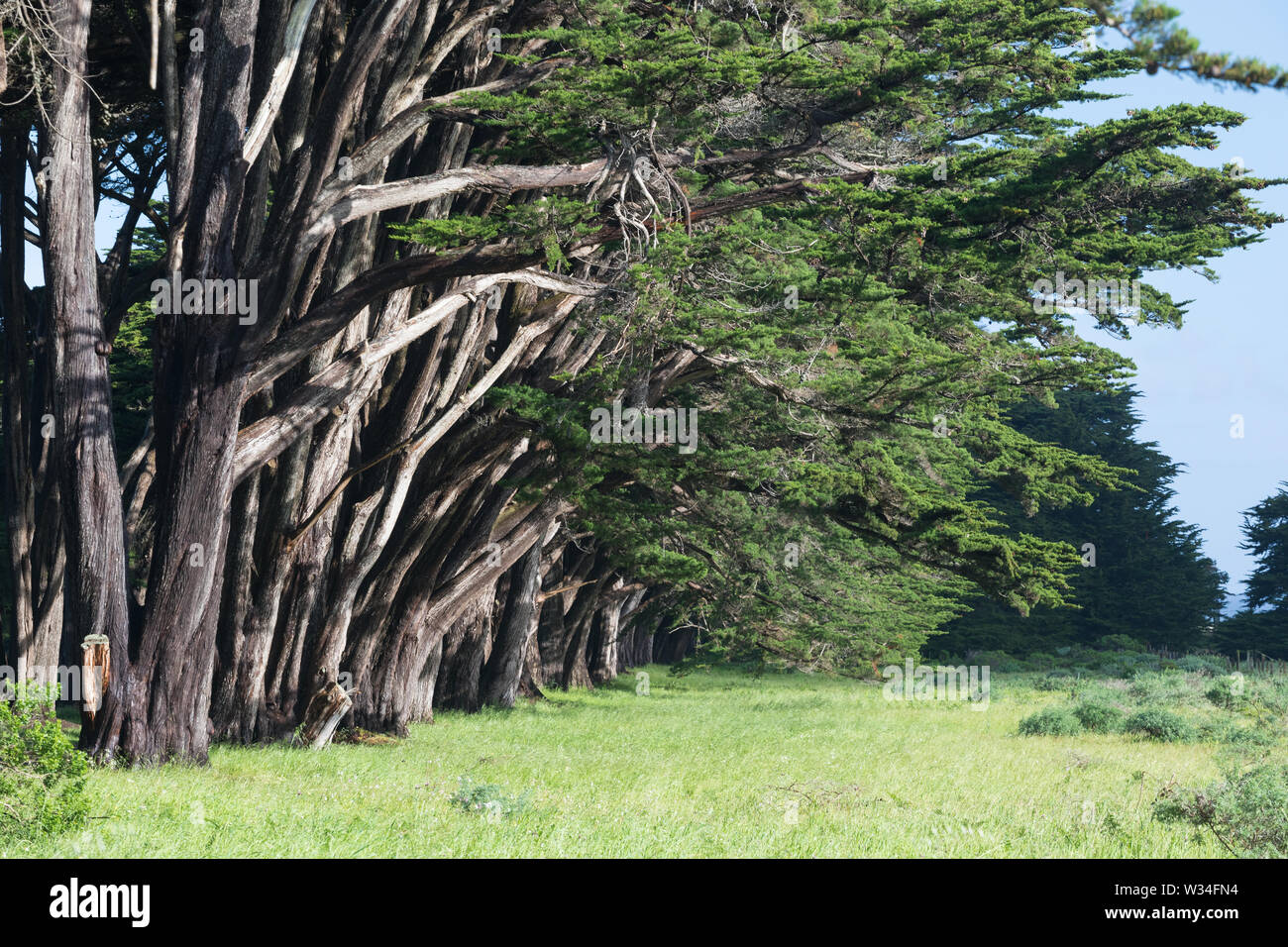 Amazing tree tunnel hi-res stock photography and images - Alamy