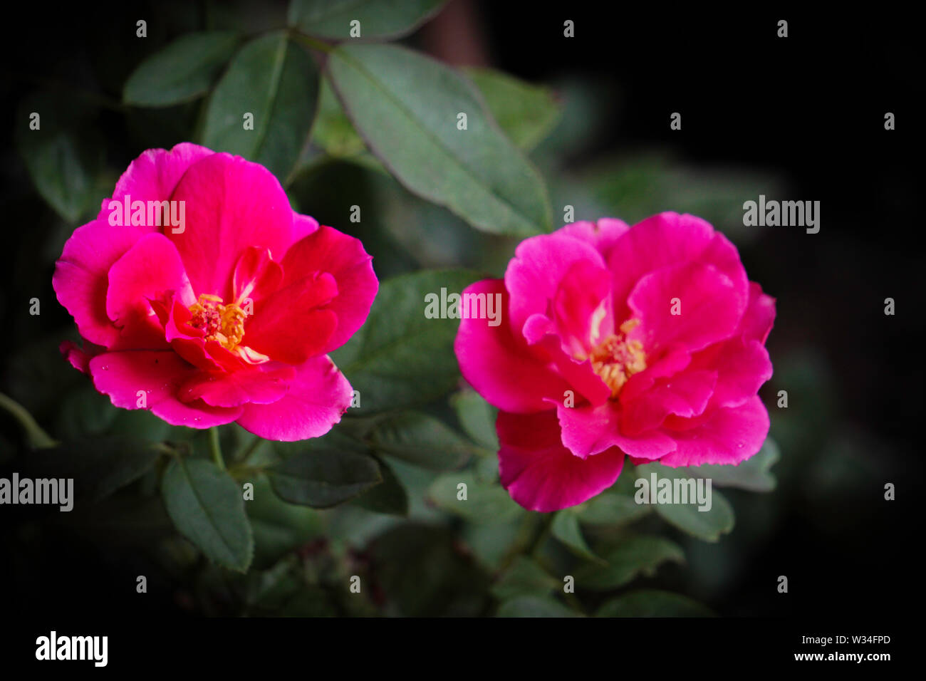China little Pink Rose growing nursery garden Stock Photo - Alamy