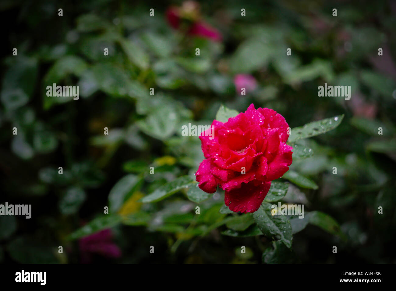 Rose Flower plant on garden with rain Stock Photo - Alamy