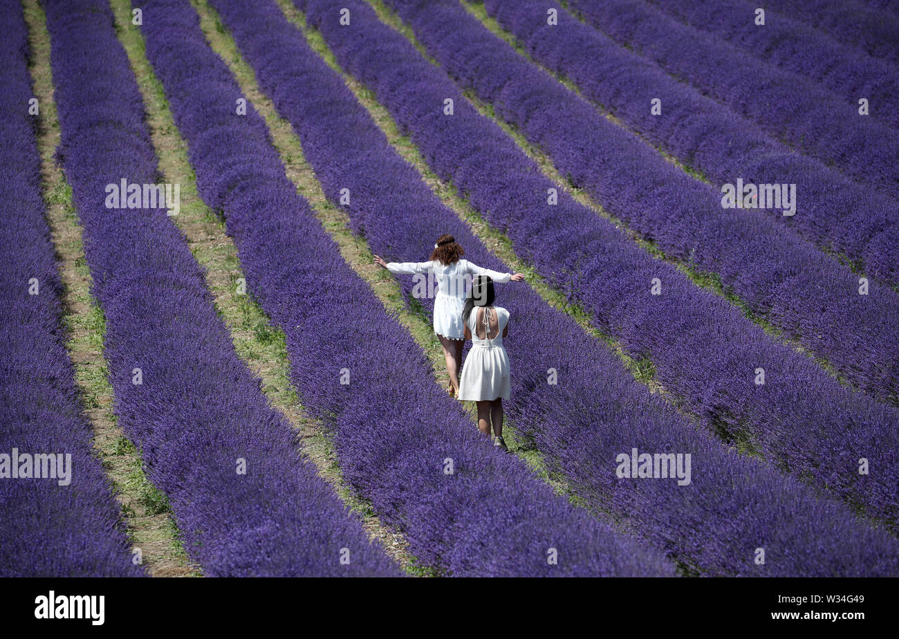 Open week lordington lavender hi-res stock photography and images - Alamy