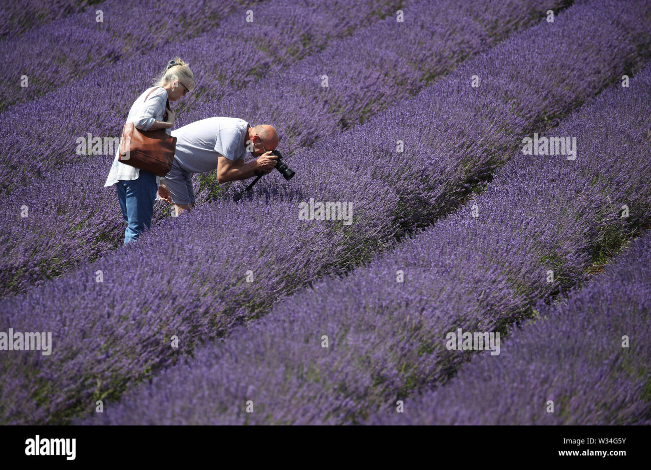 People walk through rows of lavender during the open week at Lordington ...