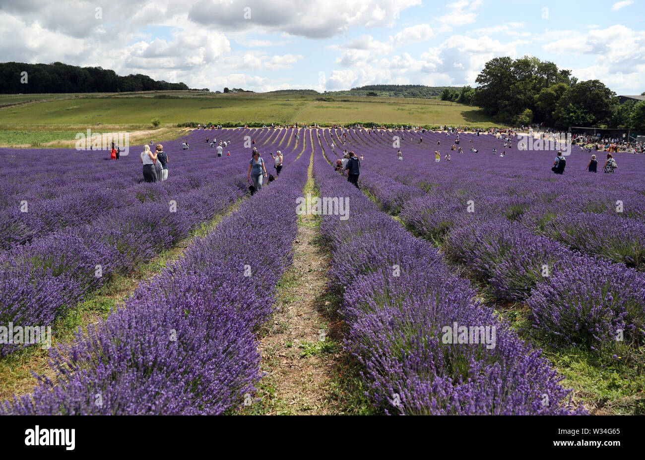 People walk through rows of lavender during the open week at Lordington ...
