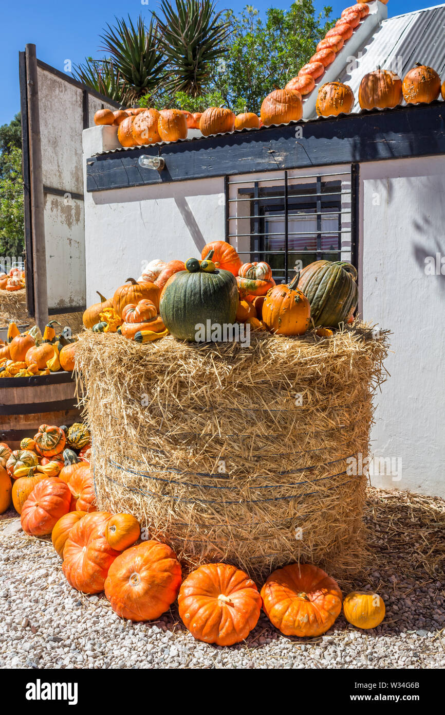 Many pumpkins for sale and on display at farm stall building next to a ...
