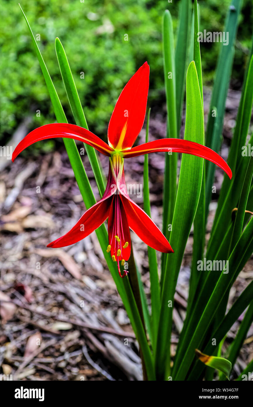 Aztec flower hi-res stock photography and images - Alamy