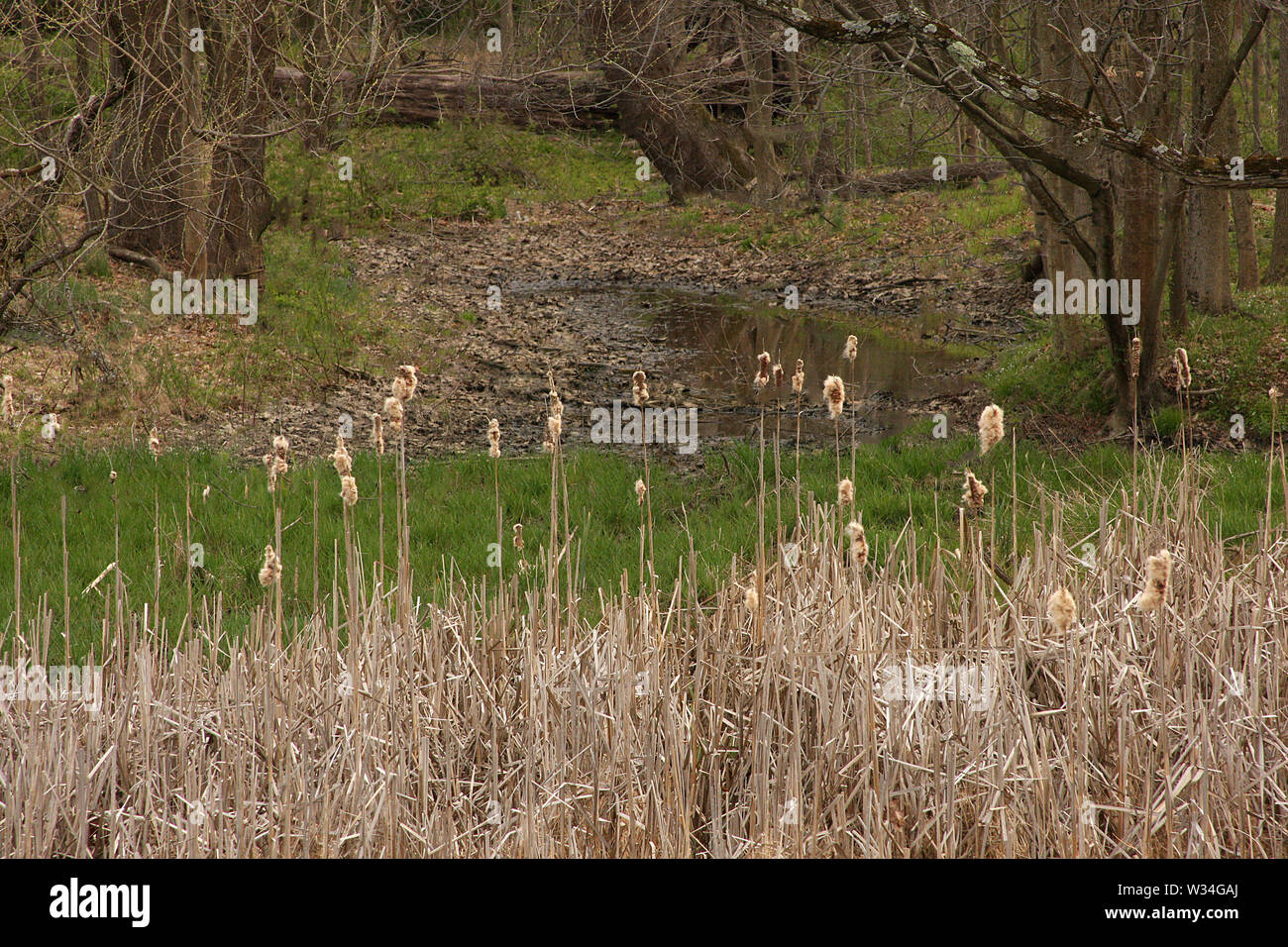 Dried Cattails by the water in springtime. Pennsylvania, USA Stock ...