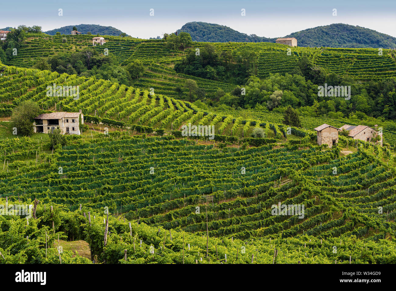 Colli del prosecco hi-res stock photography and images - Alamy