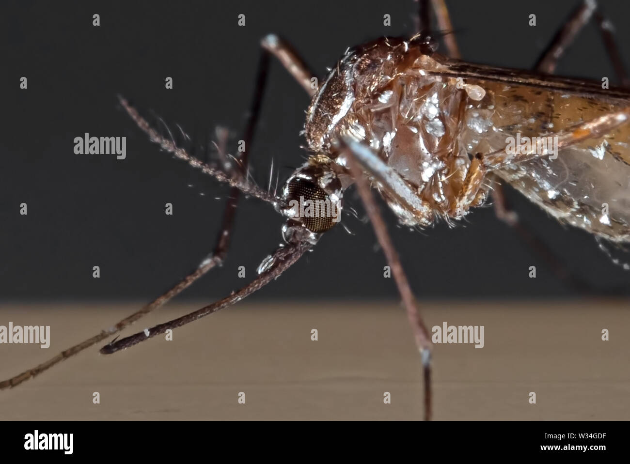 Macro Photography of Mosquito Isolated on Background Stock Photo - Alamy