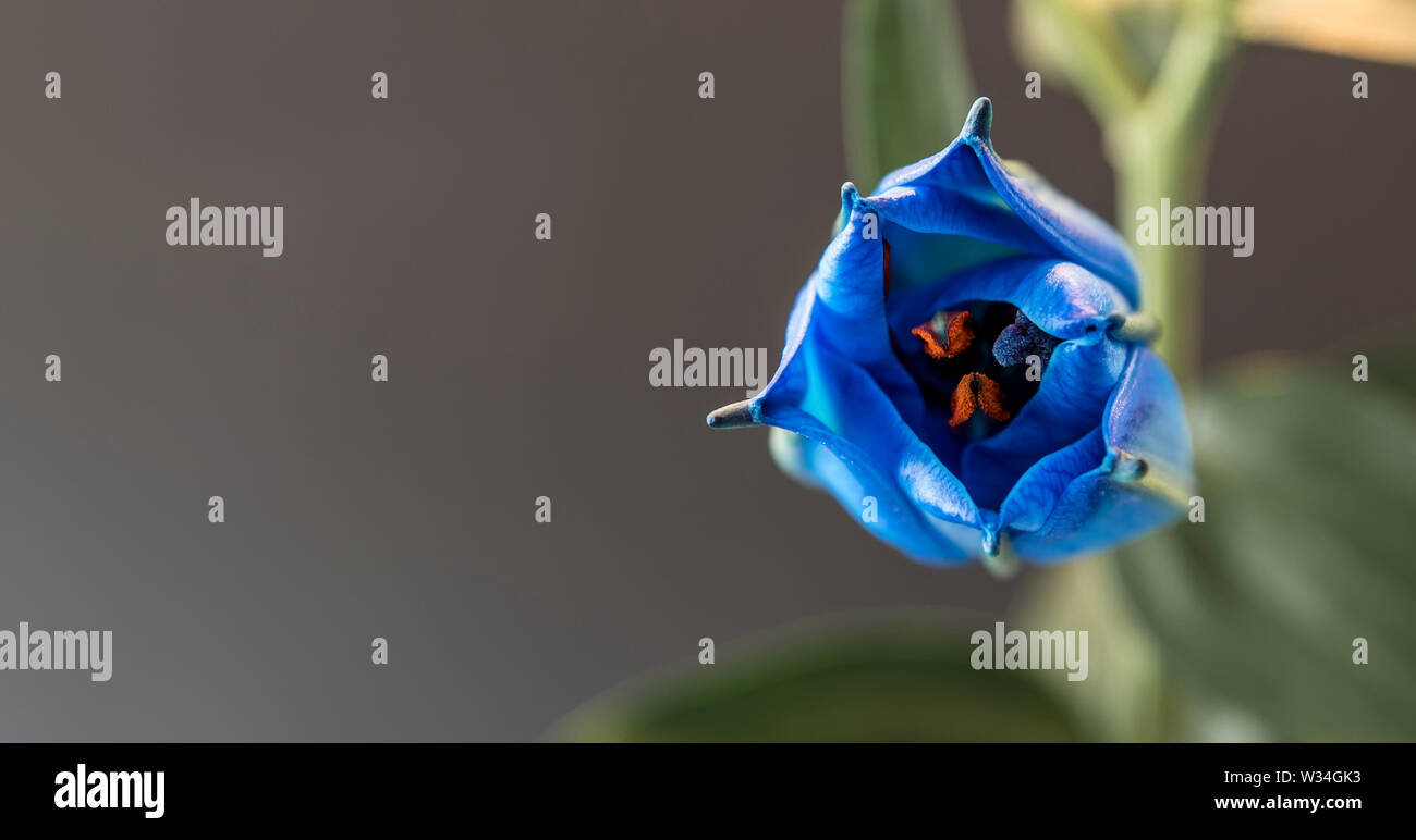 Blue Lilly High Resolution Stock Photography and Images - Alamy