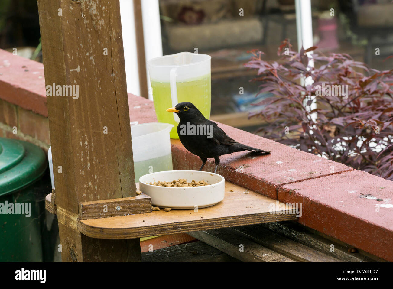 Blackbird eating catfood hi-res stock photography and images - Alamy