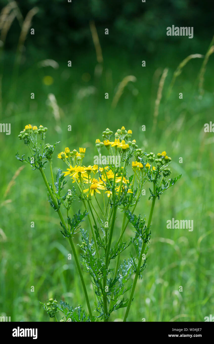 Ragwort senecio jacobaea asteraceae hi-res stock photography and images ...