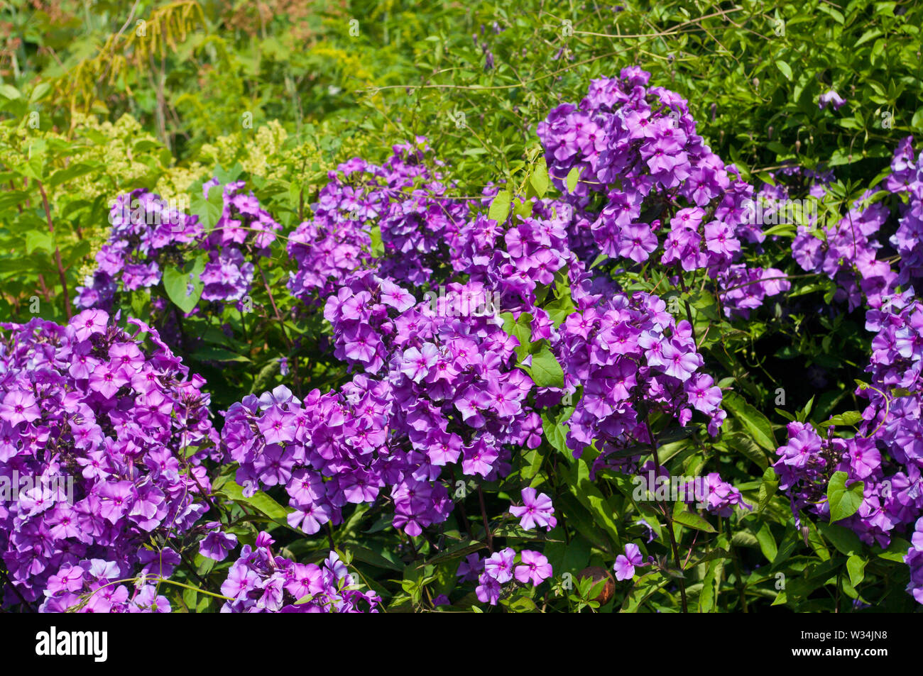 Phlox Paniculata Blue Paradise Stock Photo - Alamy