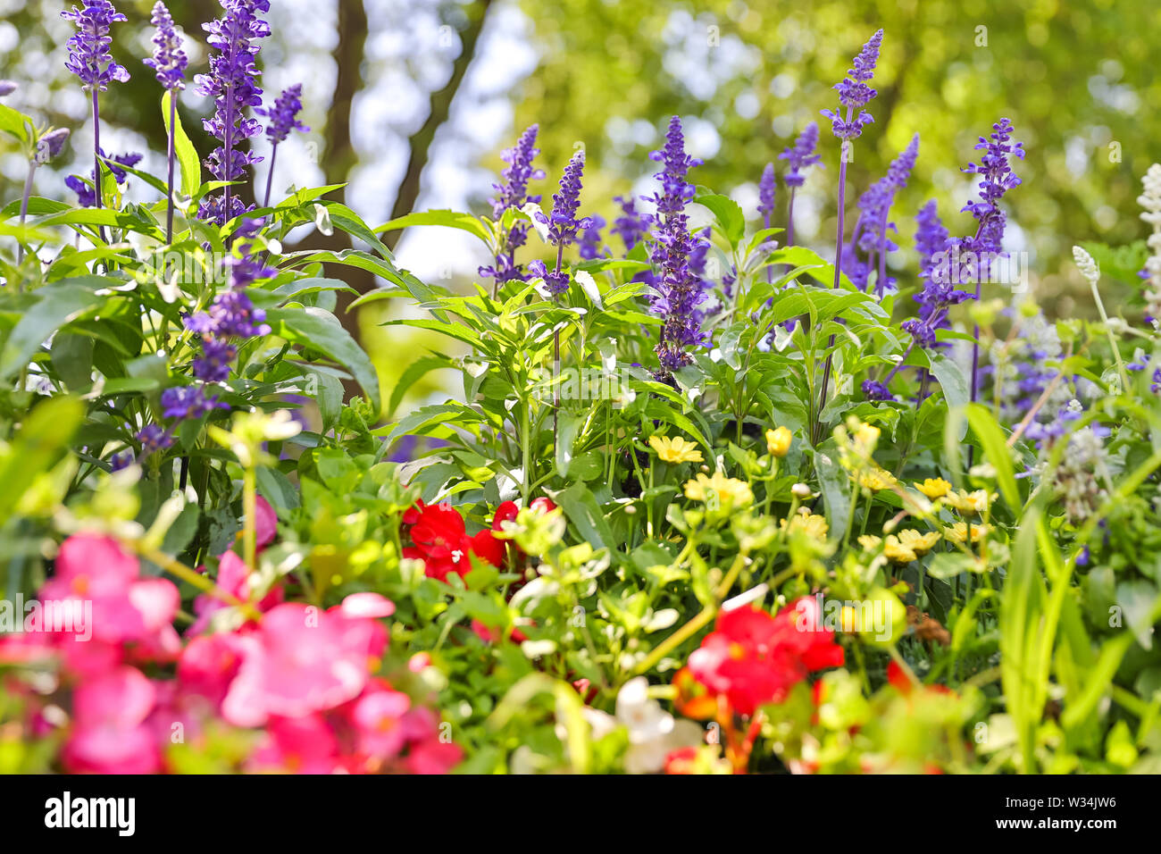 summer garden flower background Stock Photo - Alamy