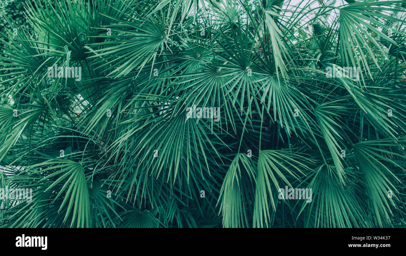 Sabal Palm Leaf High Resolution Stock Photography and Images - Alamy