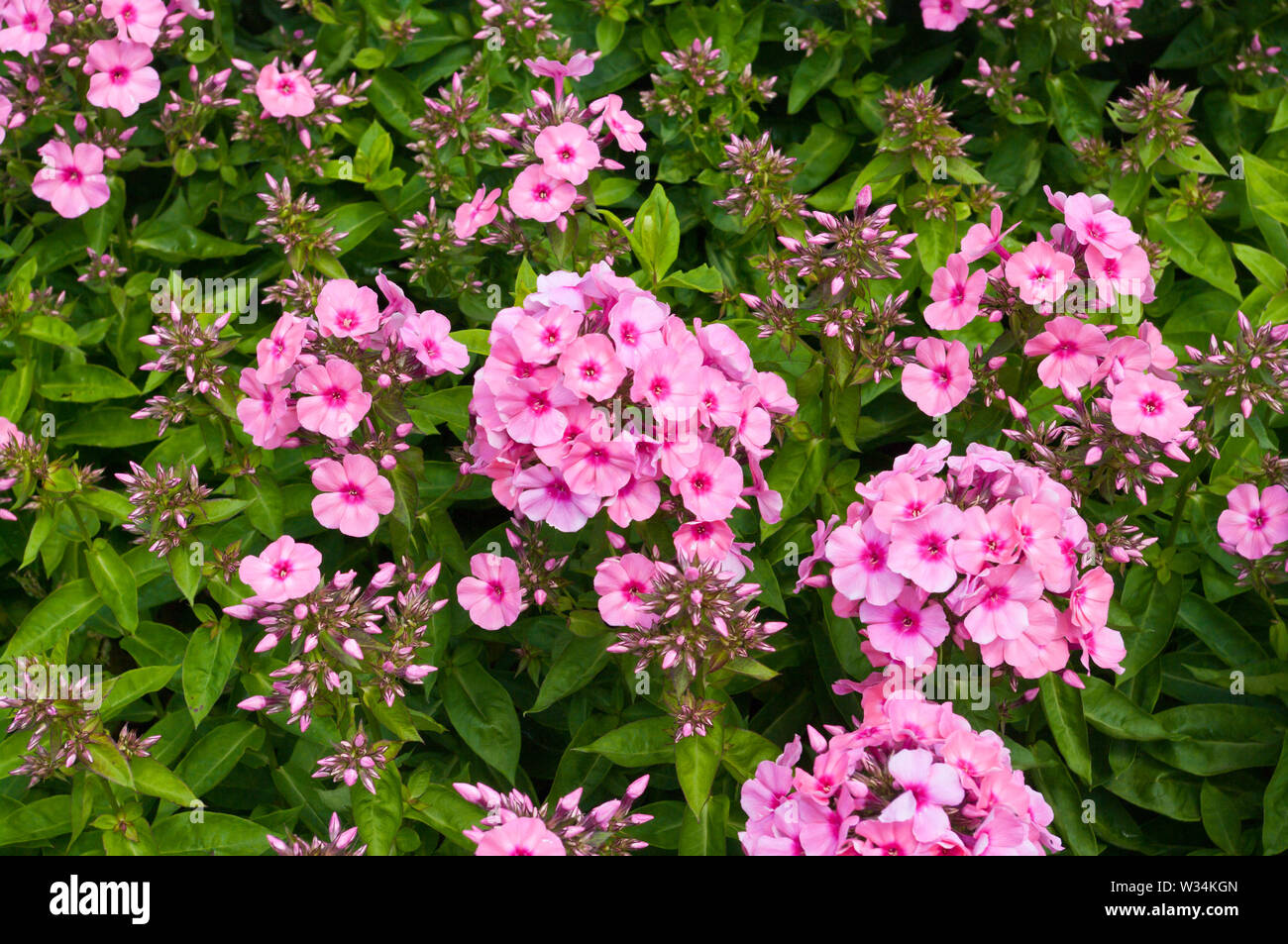 Phlox Paniculata Bareleven Light Pink Flame Stock Photo - Alamy
