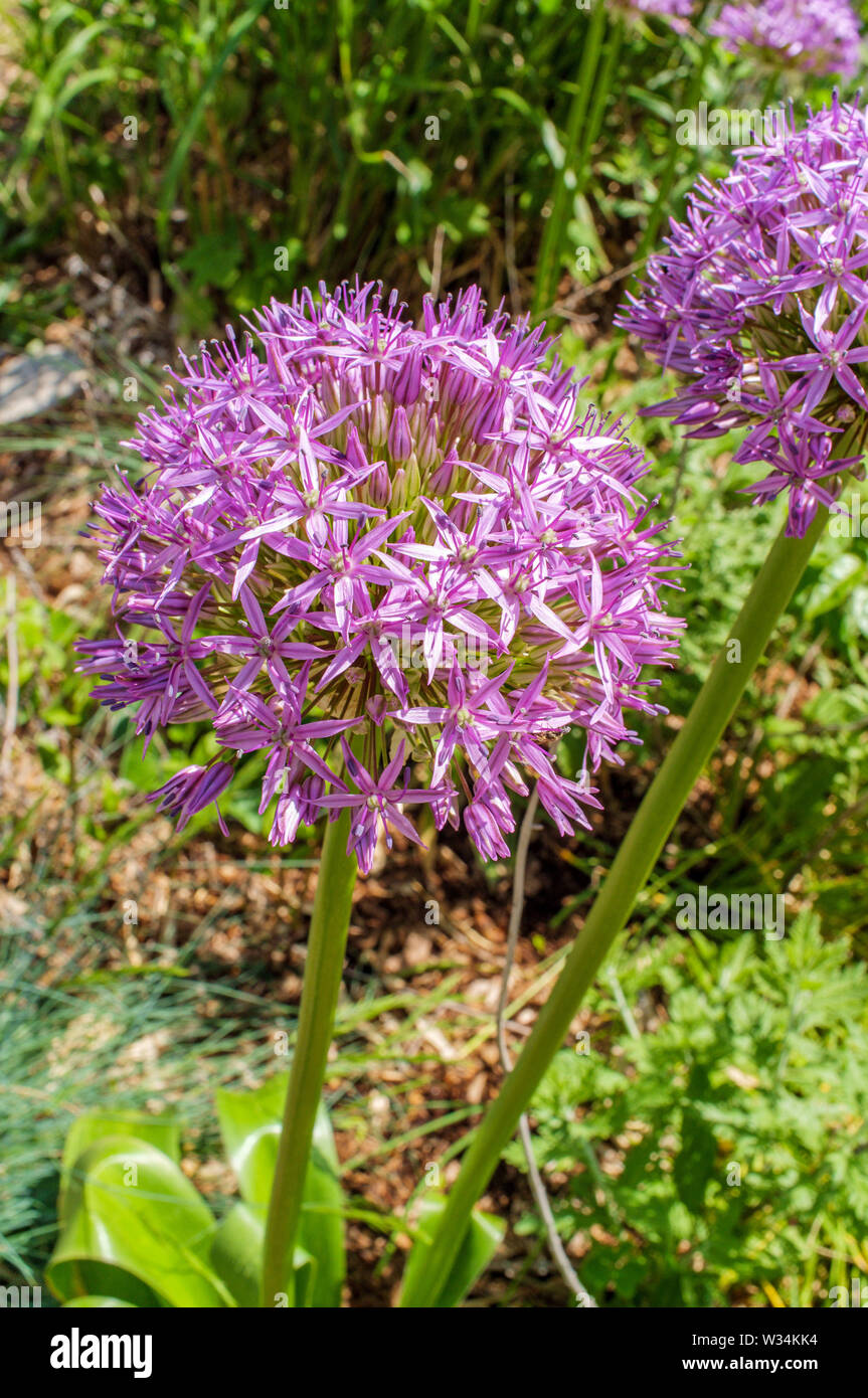 Early spring Gladiator ornamental onion flowers blooming Stock Photo ...