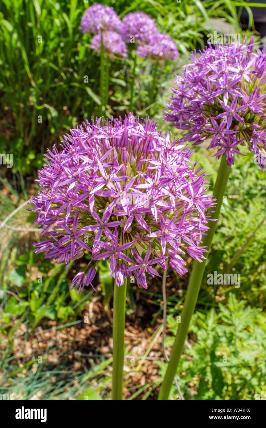 Early spring Gladiator ornamental onion flowers blooming Stock Photo ...