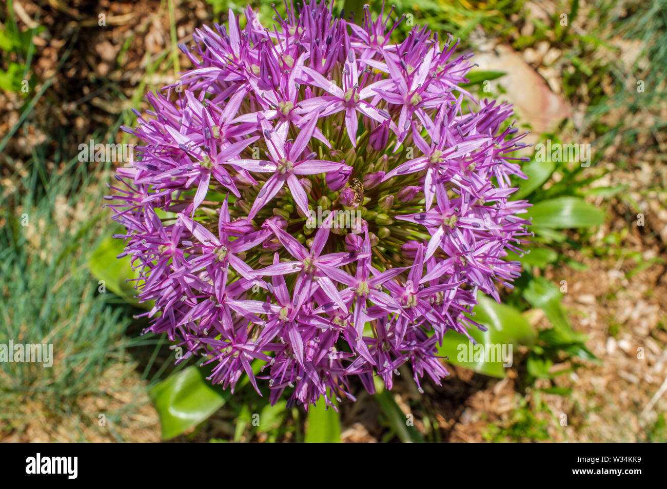 Allium giganteum gladiator hi-res stock photography and images - Alamy