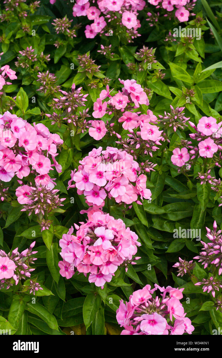 Phlox Paniculata Bareleven Light Pink Flame Stock Photo - Alamy
