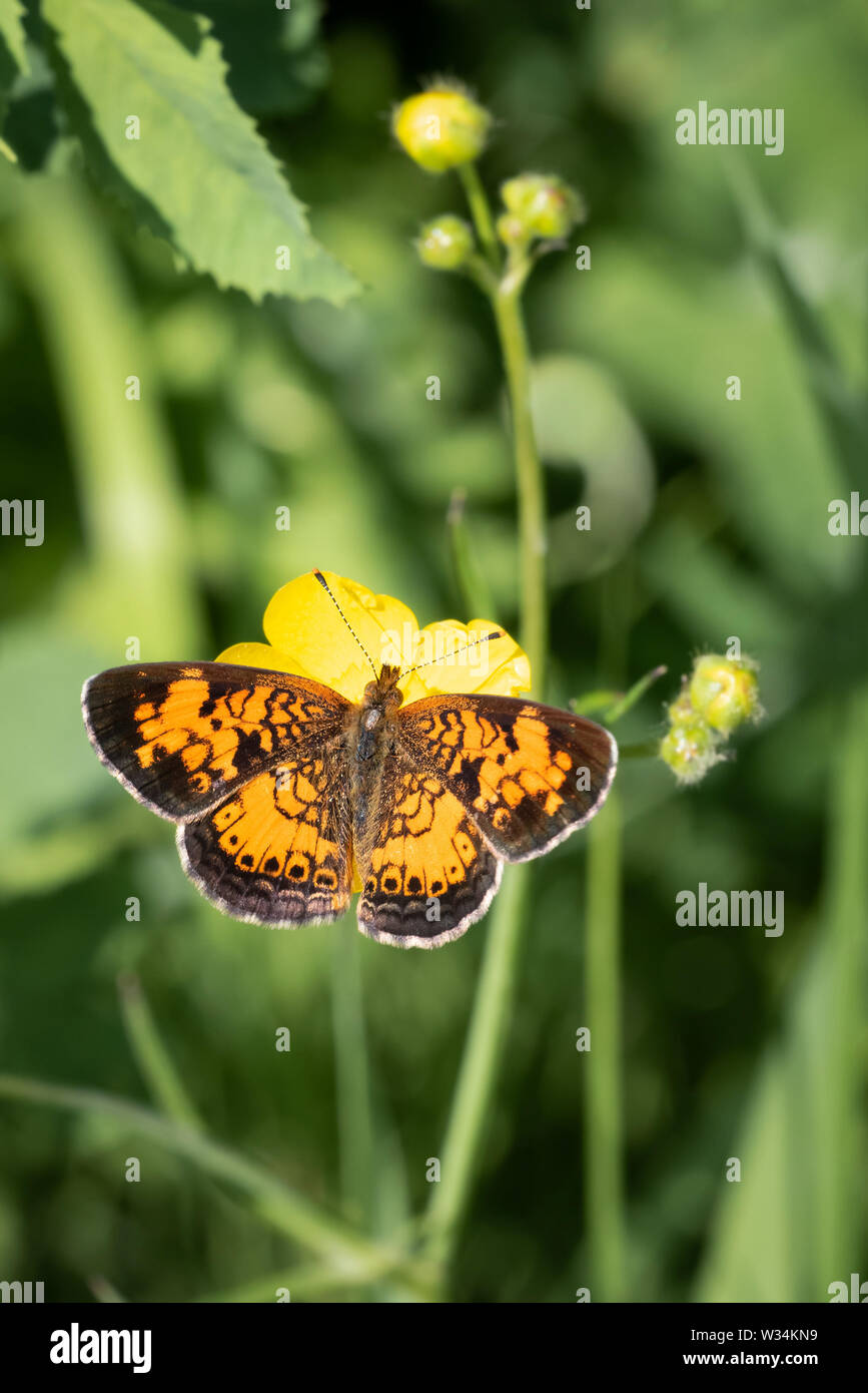 Butterflies of ontario hi-res stock photography and images - Alamy