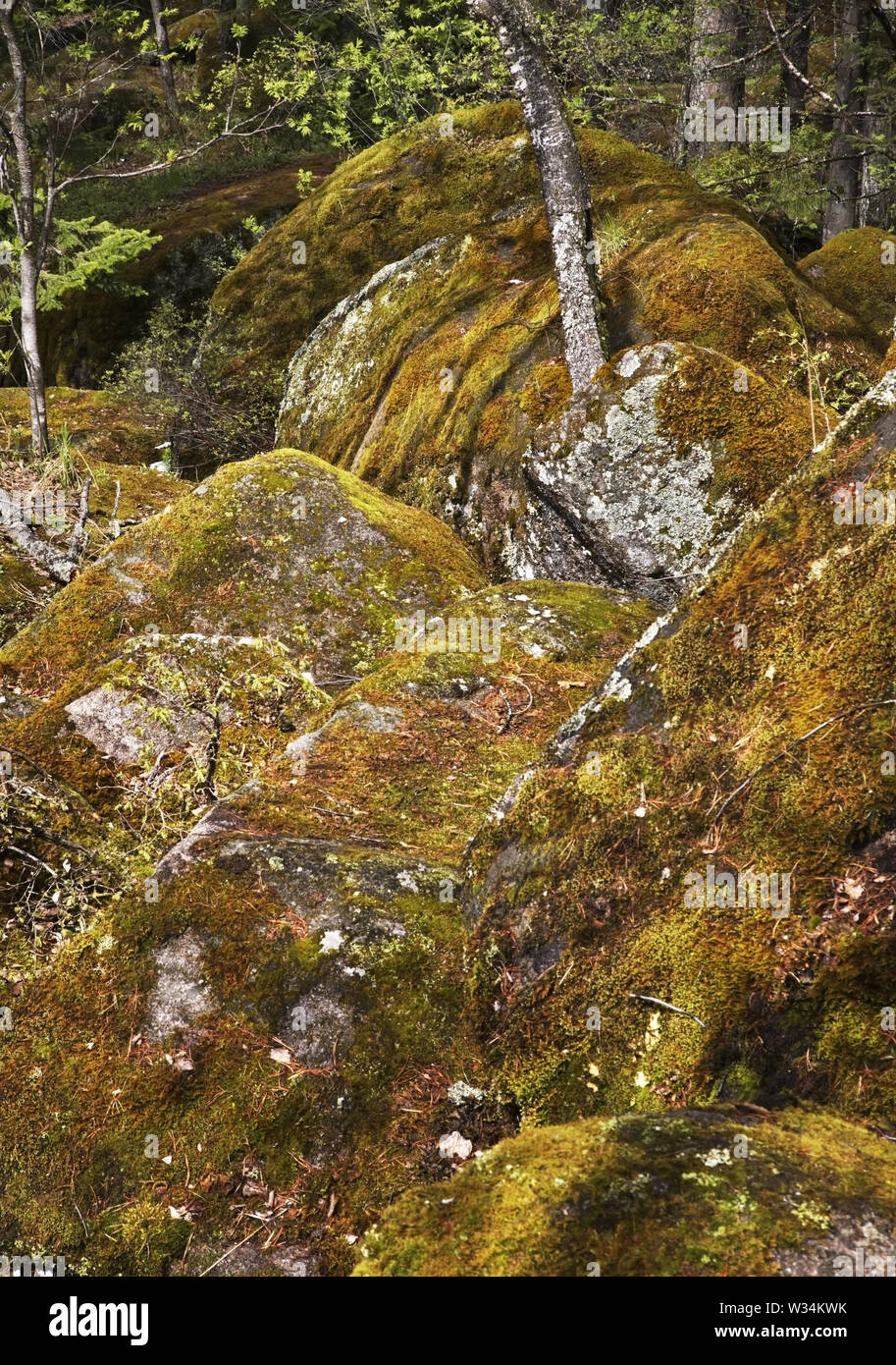 Stolby Nature Sanctuary near Krasnoyarsk. Russia Stock Photo - Alamy
