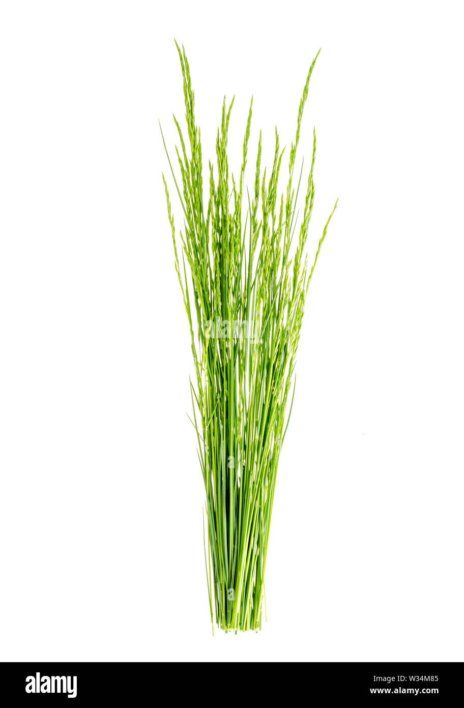 Bunch of wild green field grass isolated on white background Stock ...