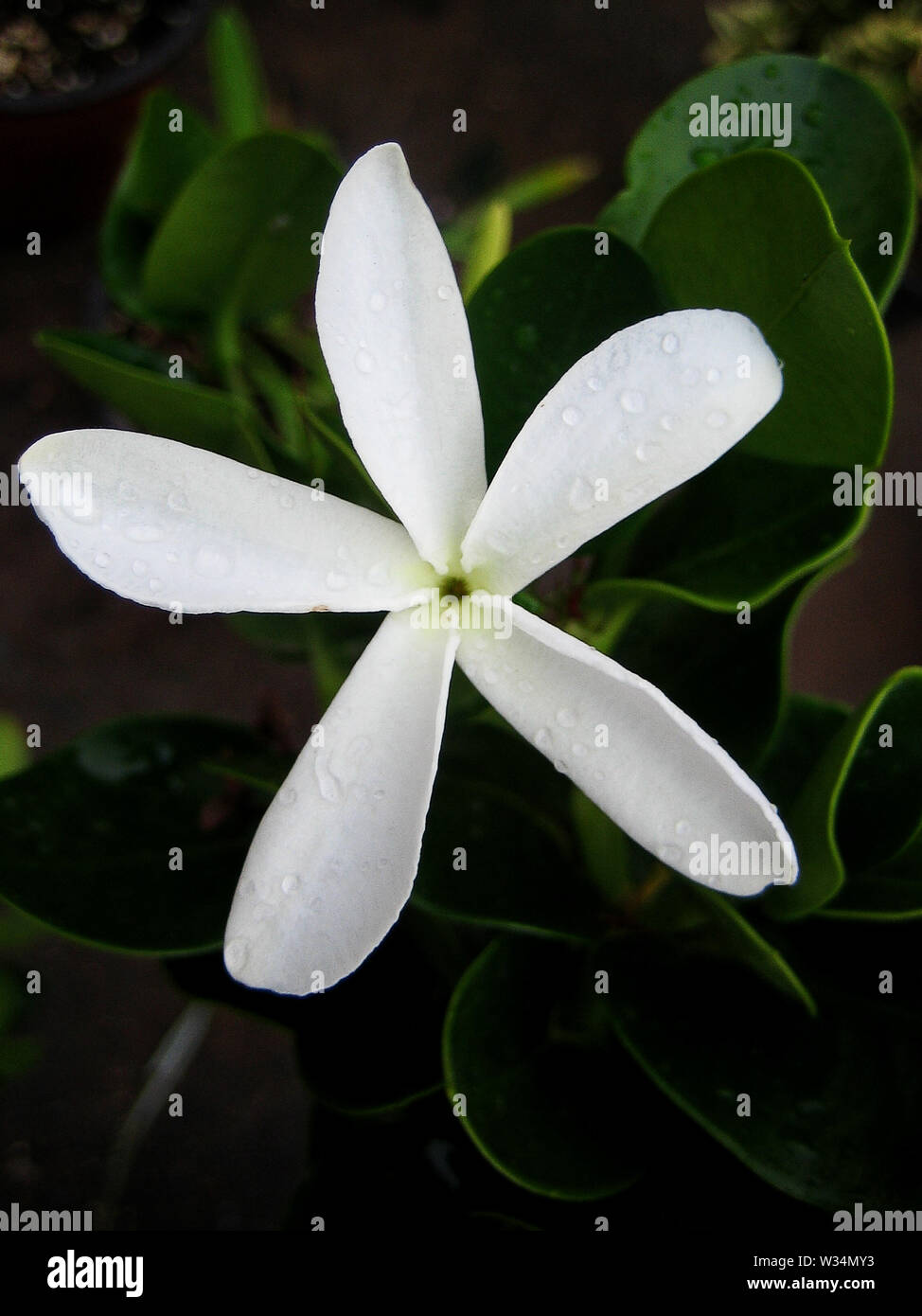 Carissa macro flower apocynaceae family background wallpaper fine art ...