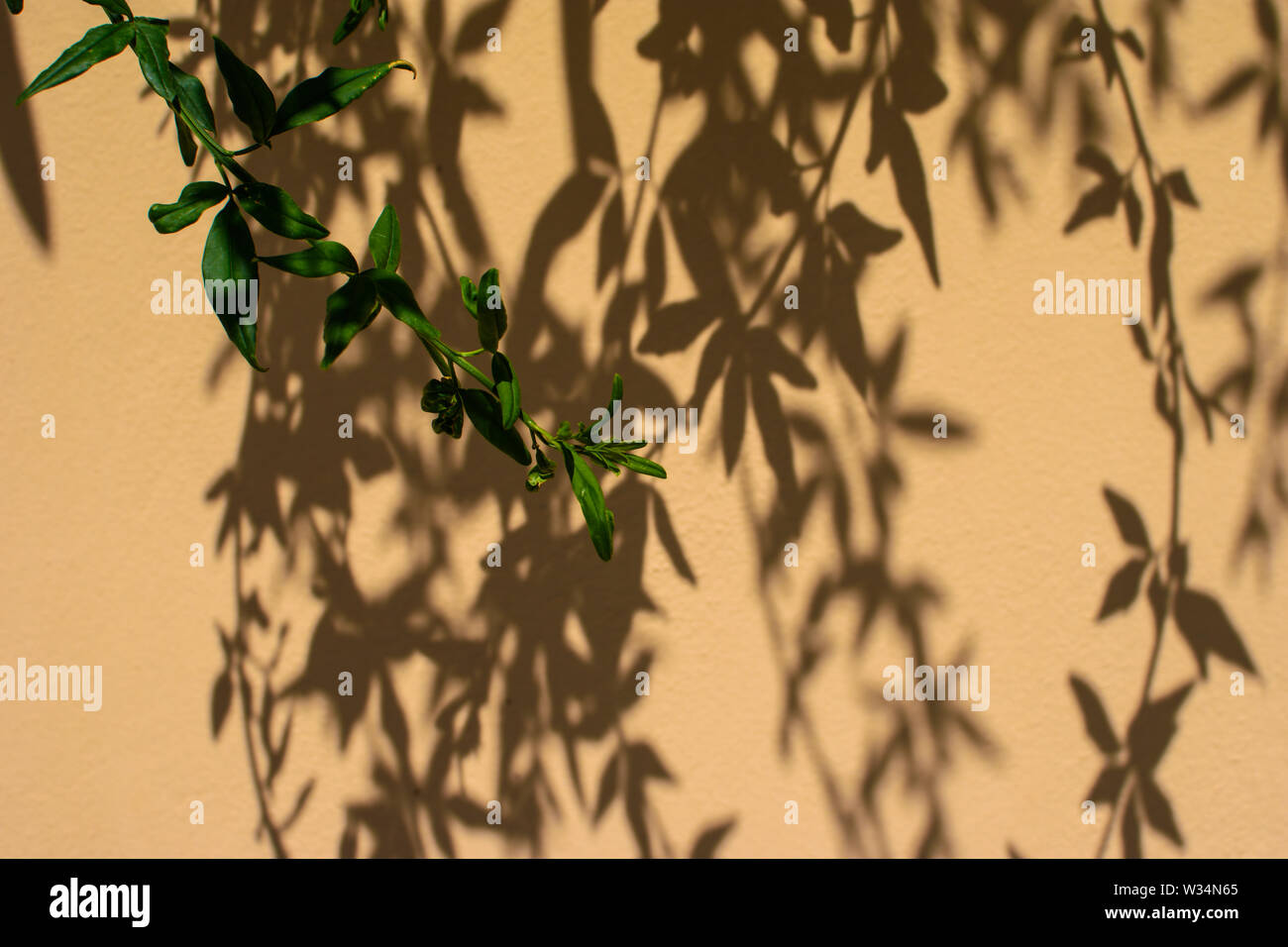 Beautiful patterned shadow of a tree with branches on a yellow wall of ...