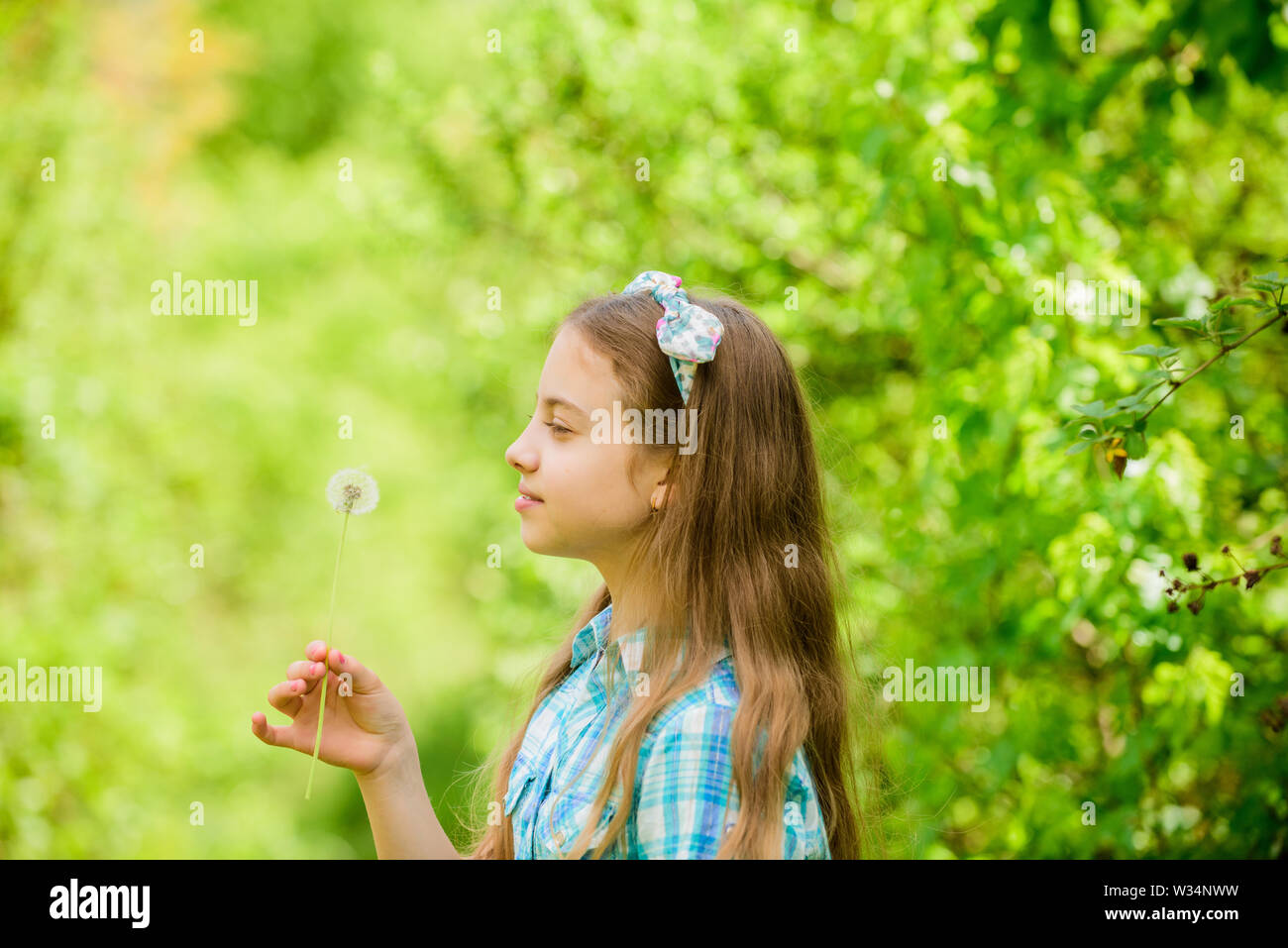 Celebrating summer. Dandelion full symbolism. Folklore beliefs about ...