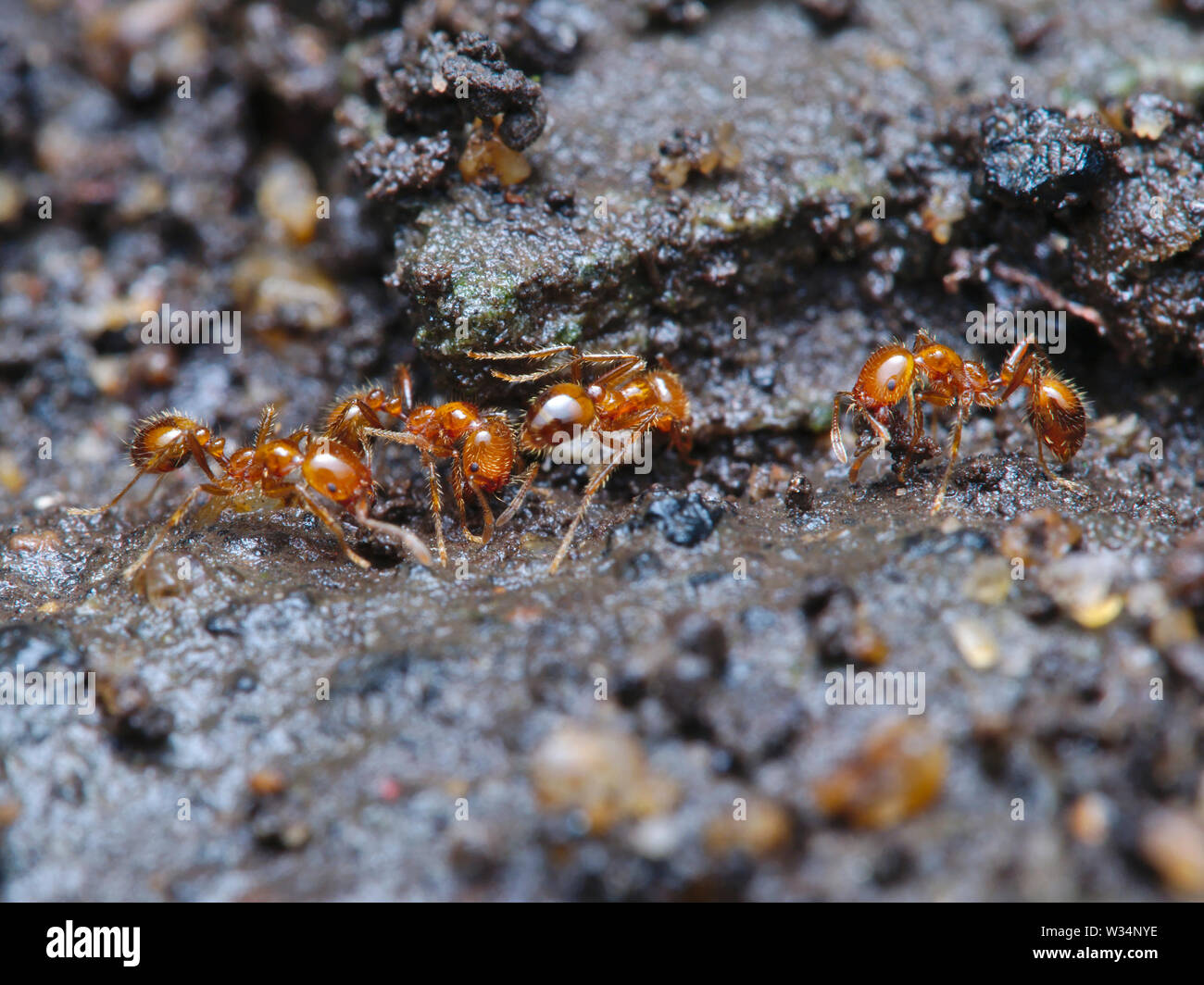Fire Ant Colony High Resolution Stock Photography and Images - Alamy