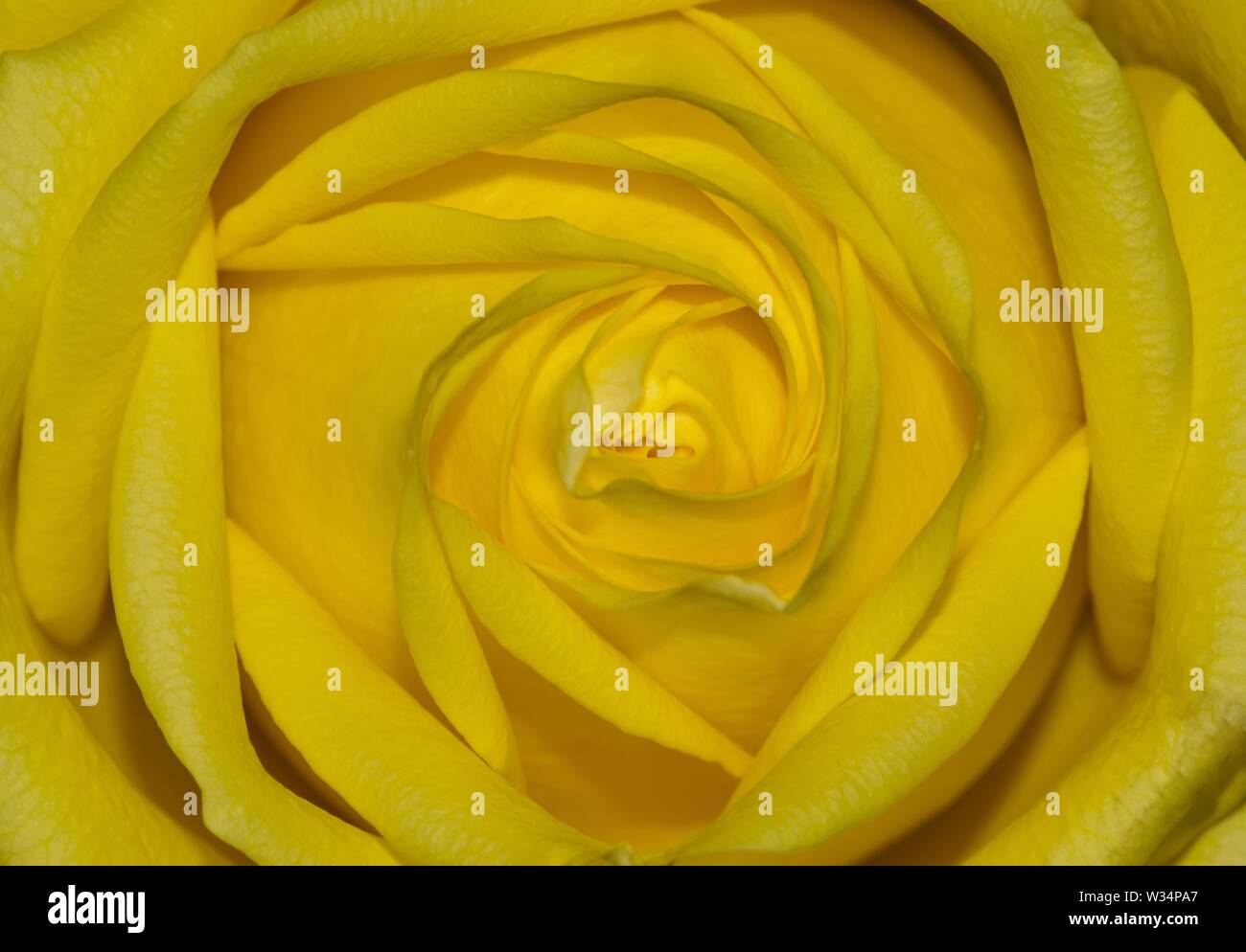 A single yellow rose shown up close in the center, highlighting the ...
