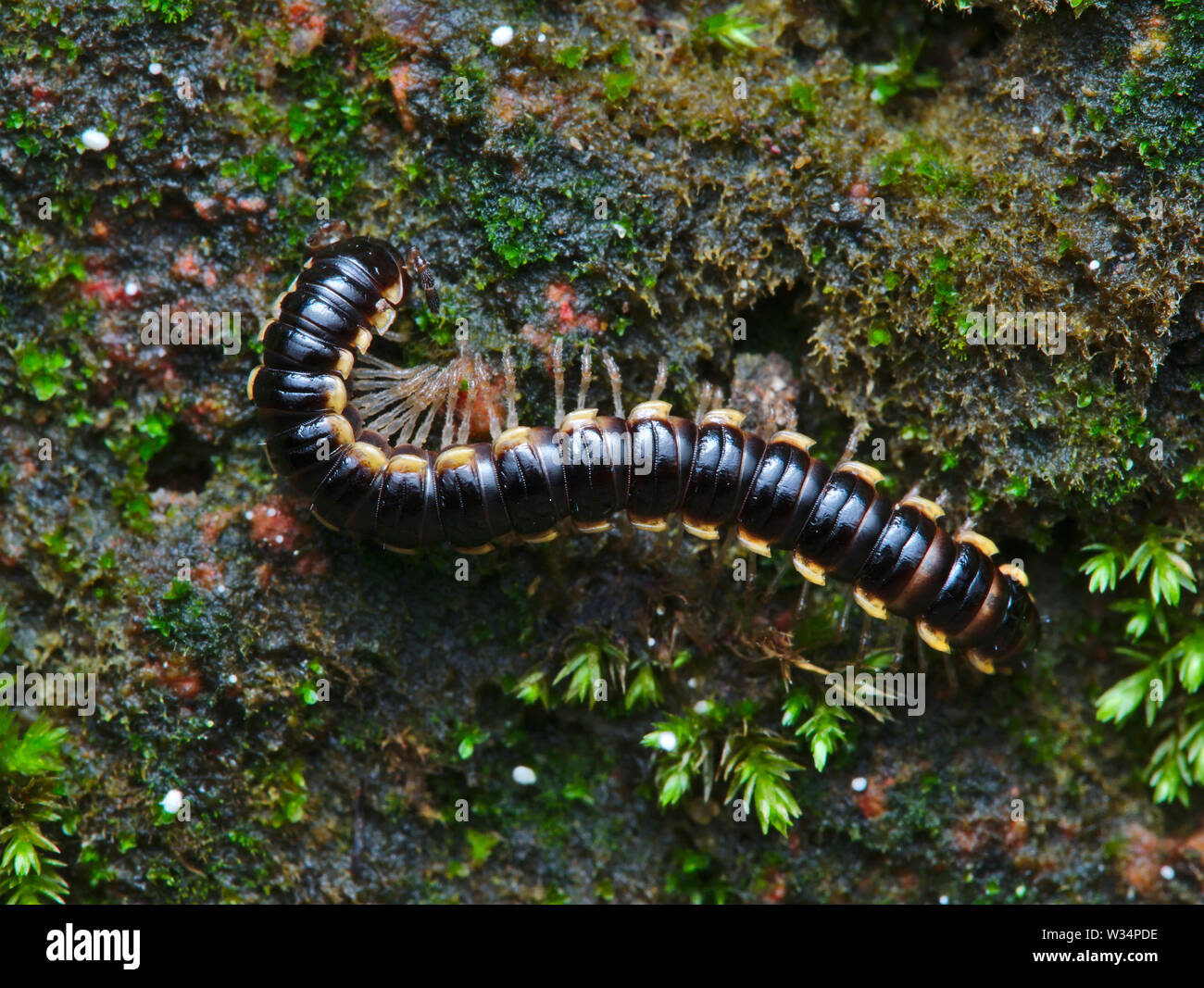 Myriapoda High Resolution Stock Photography and Images - Alamy