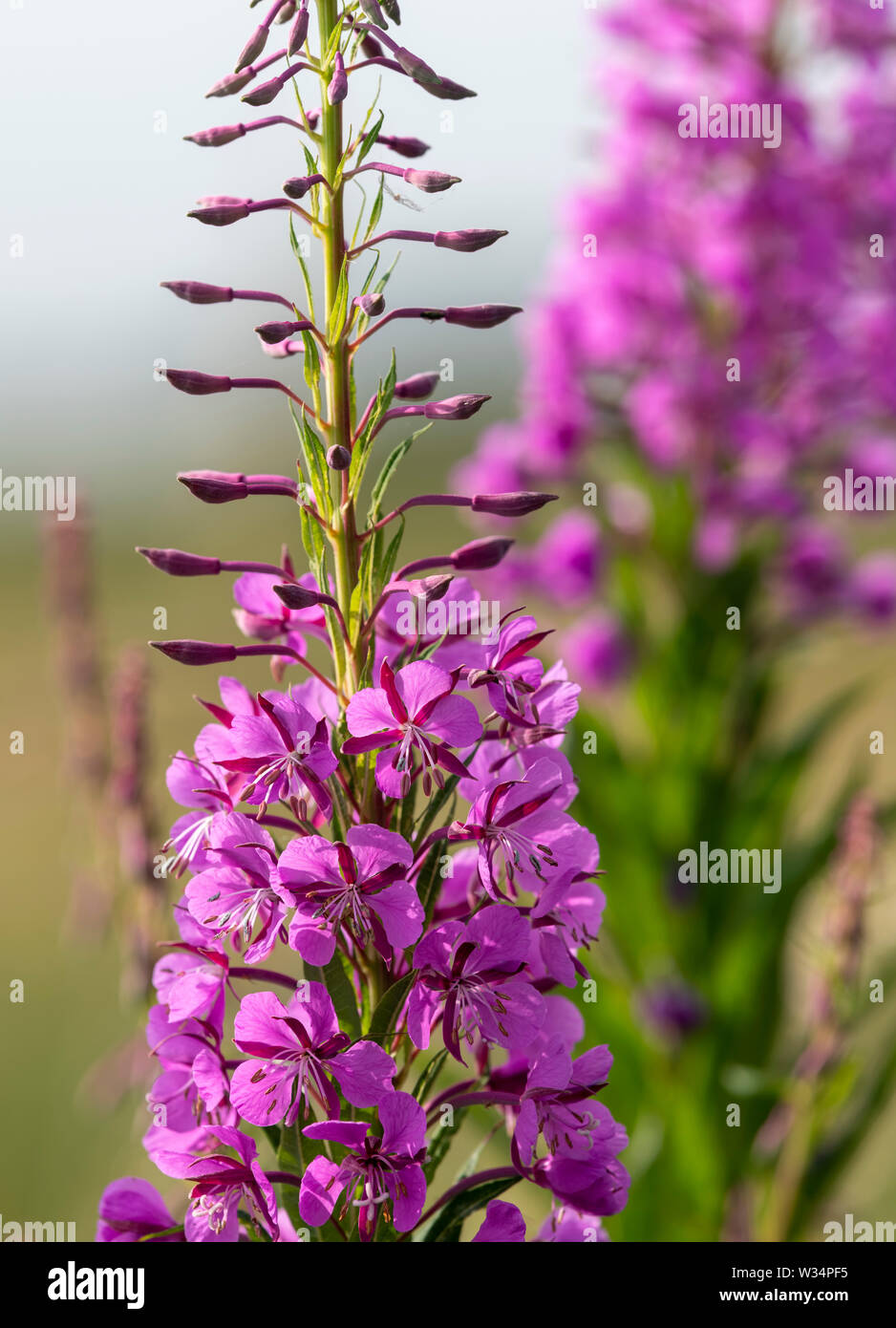 Flower spike of Rosebay Willowherb (Chamaenerion angustifolium) also ...