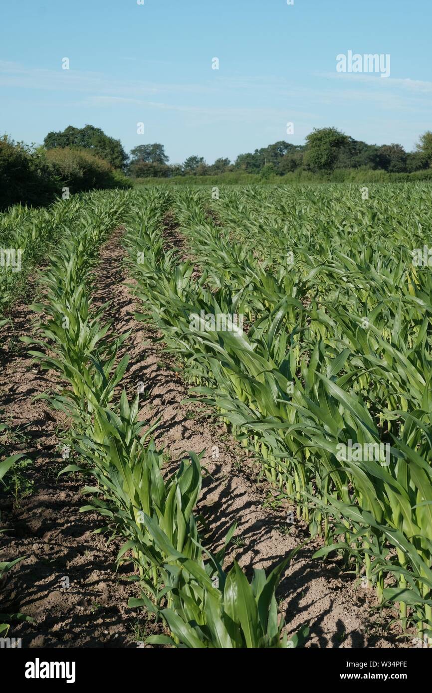 Strip Cropping Diagram