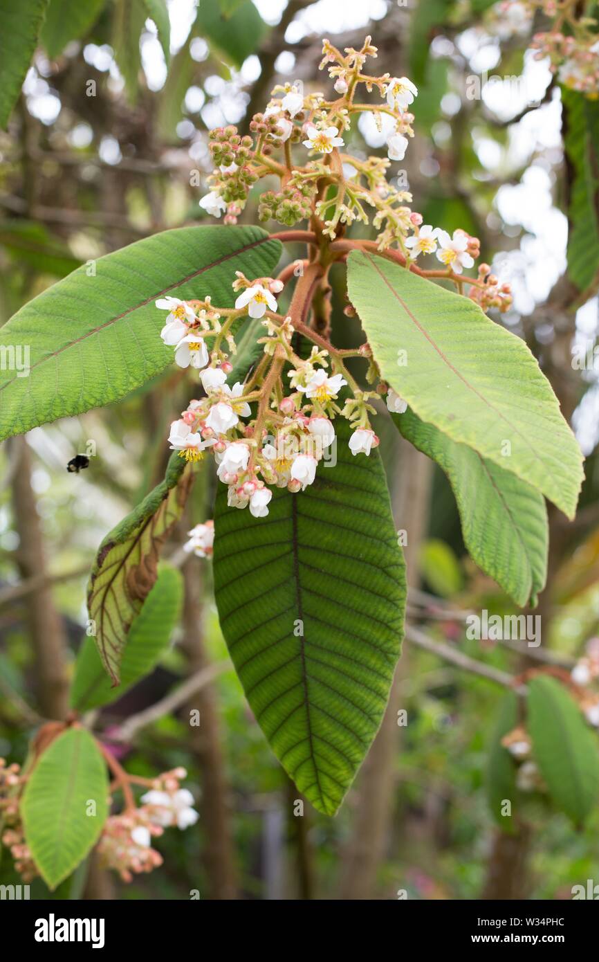 Saurauia madrensis hi-res stock photography and images - Alamy