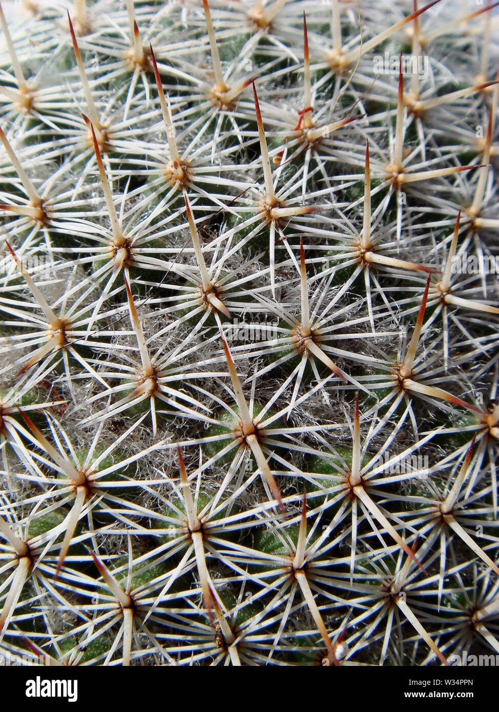 Tropical plants macro cactus and succulents backgrounds wallpapers fine ...
