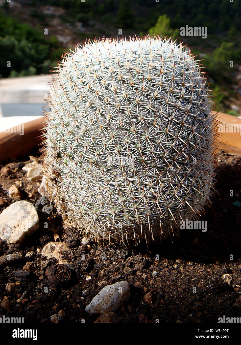 Tropical plants macro cactus and succulents backgrounds wallpapers fine ...