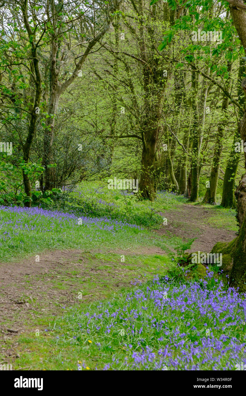 Bluebells at Greencastle Wood Carmarthen Carmarthenshire Wales Stock ...