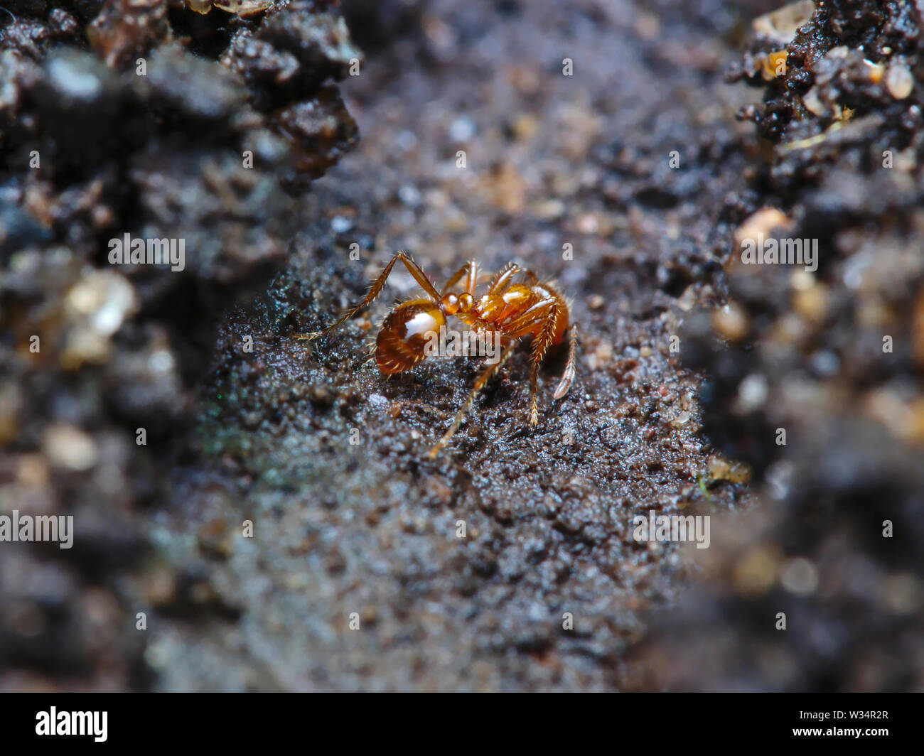 Fire Ant Colony High Resolution Stock Photography and Images - Alamy