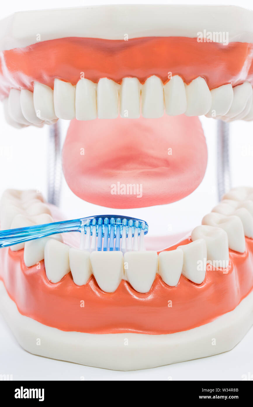 dental model,teeth model on white background Stock Photo - Alamy