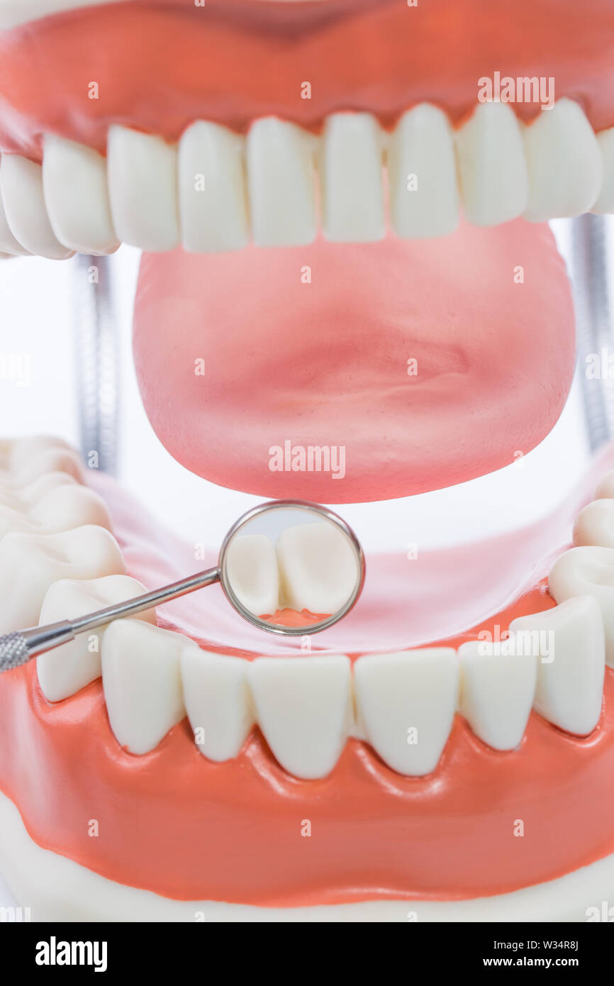dental model,teeth model on white background Stock Photo - Alamy