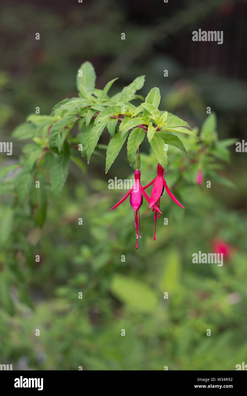 Fuchsia hummingbird hi-res stock photography and images - Alamy