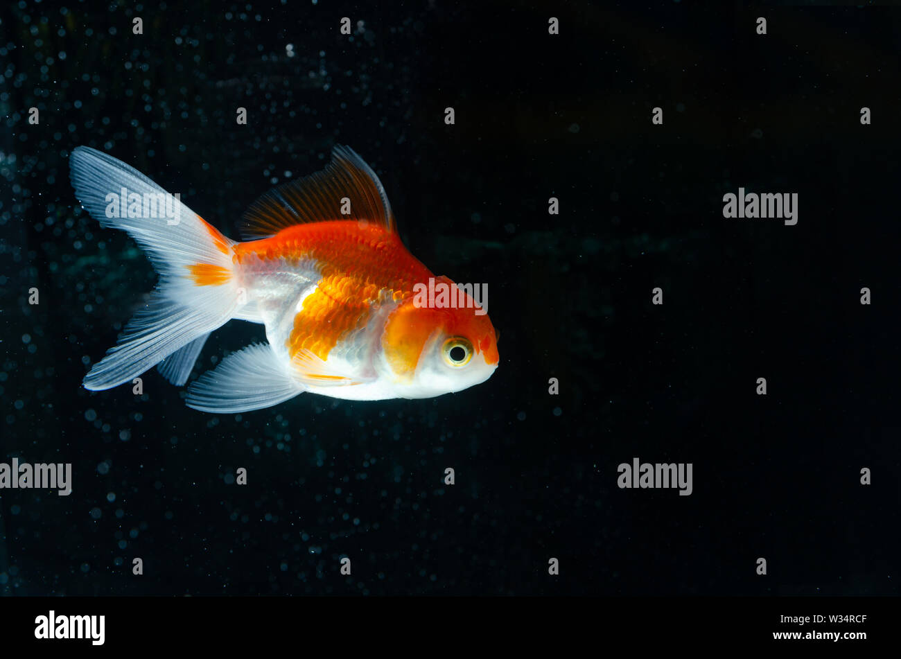 Fighting goldfish hi-res stock photography and images - Alamy