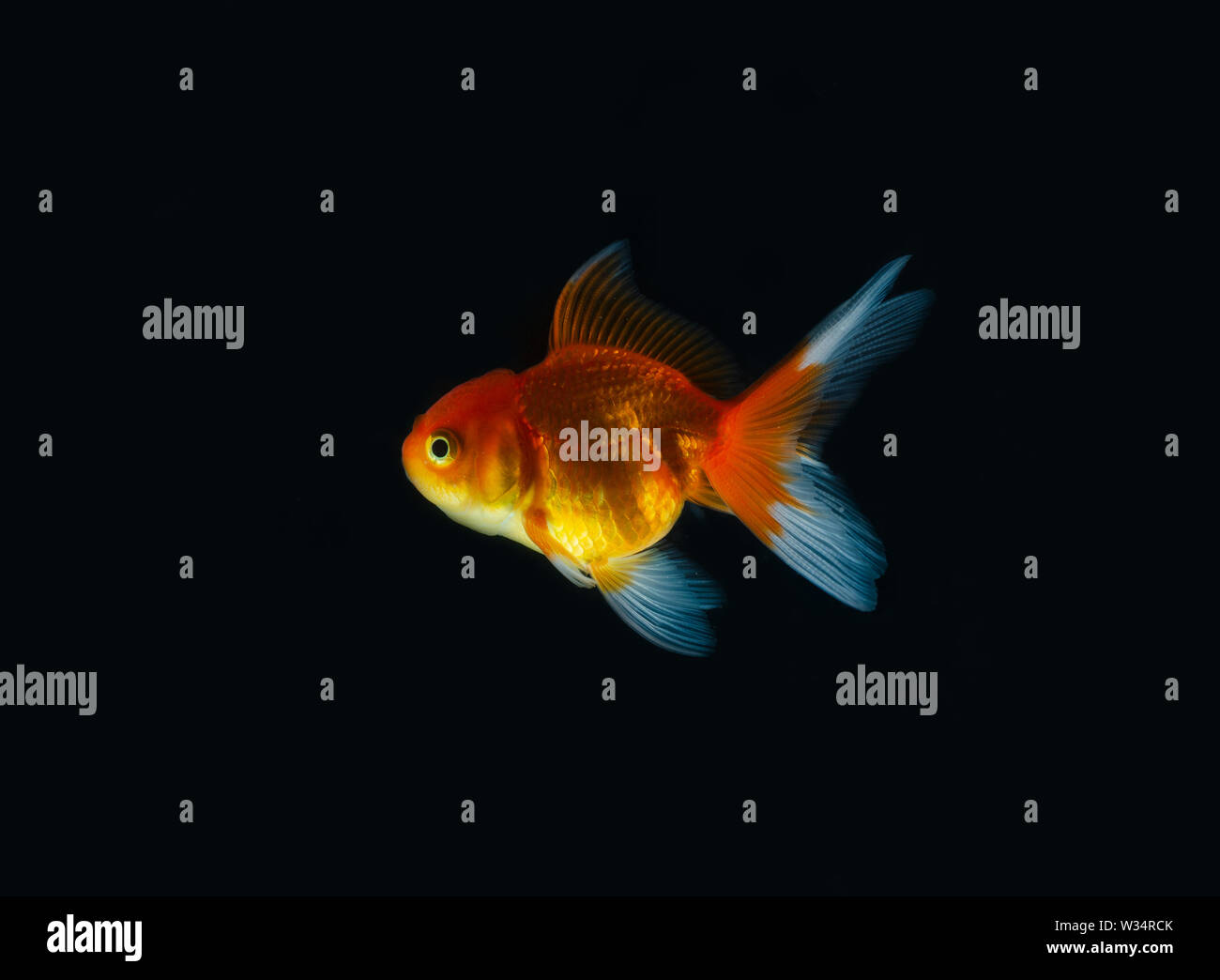 Goldfish nature beautiful fish against the dark background Stock Photo ...