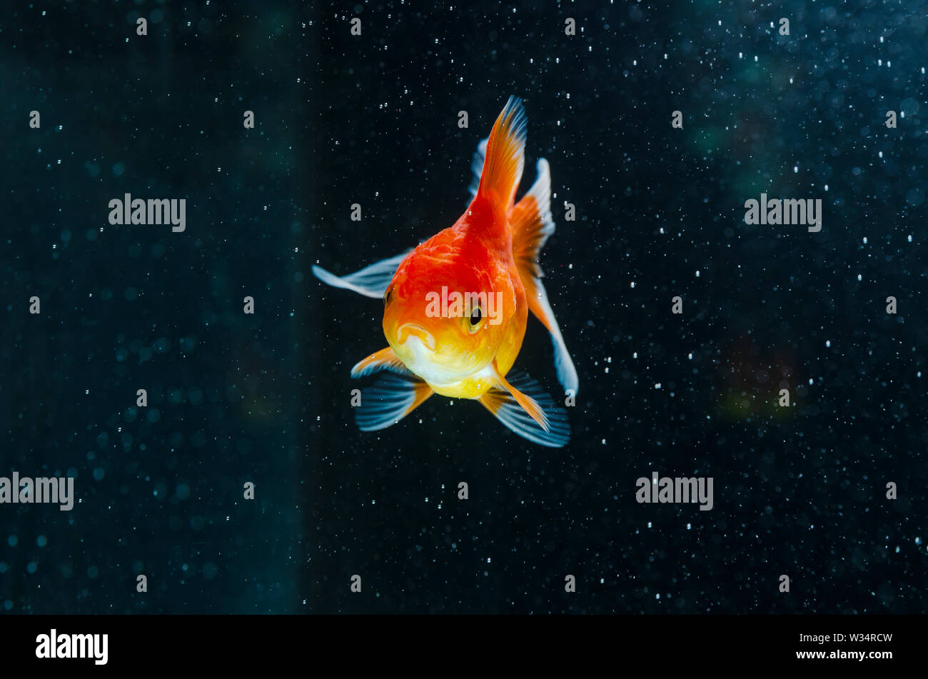 Fighting goldfish hi-res stock photography and images - Alamy