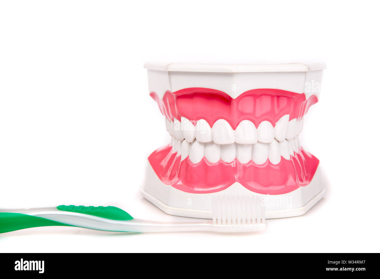 tooth model with toothbrush on white background Stock Photo - Alamy
