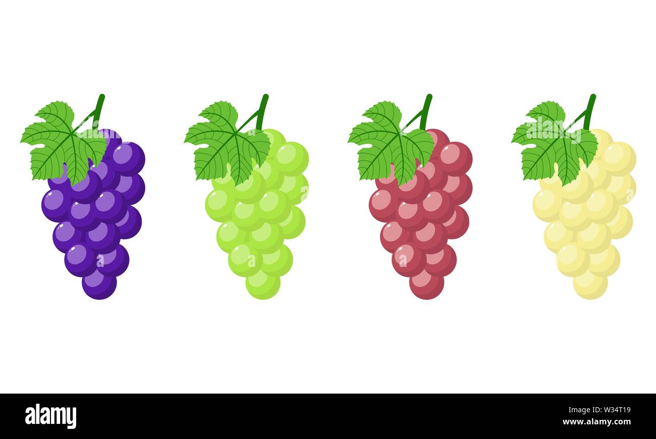 Set of different grapes isolated on white background. Bunch of purple ...