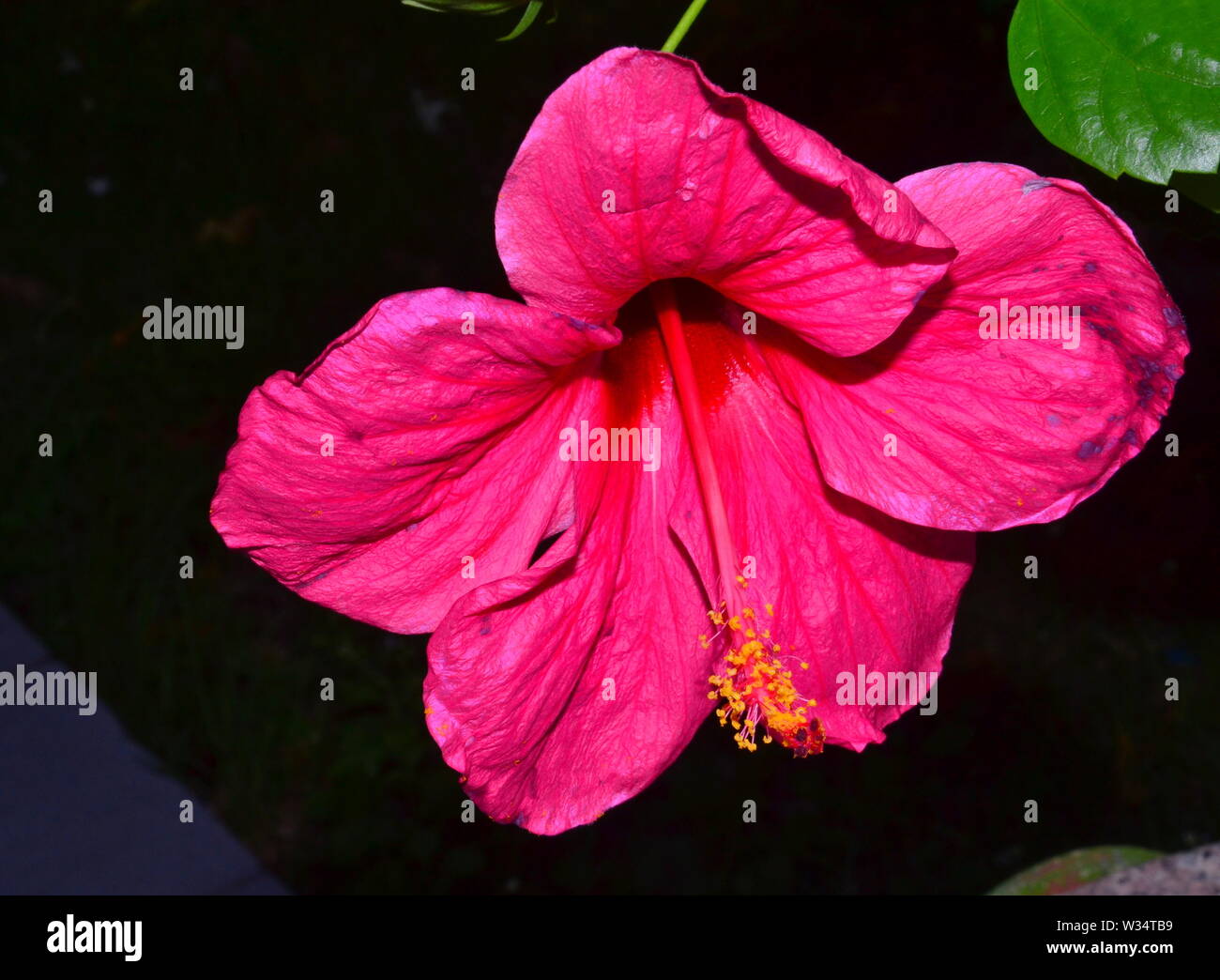 A hibiscus rosa-sinensis, known colloquially as Chinese hibiscus, China ...